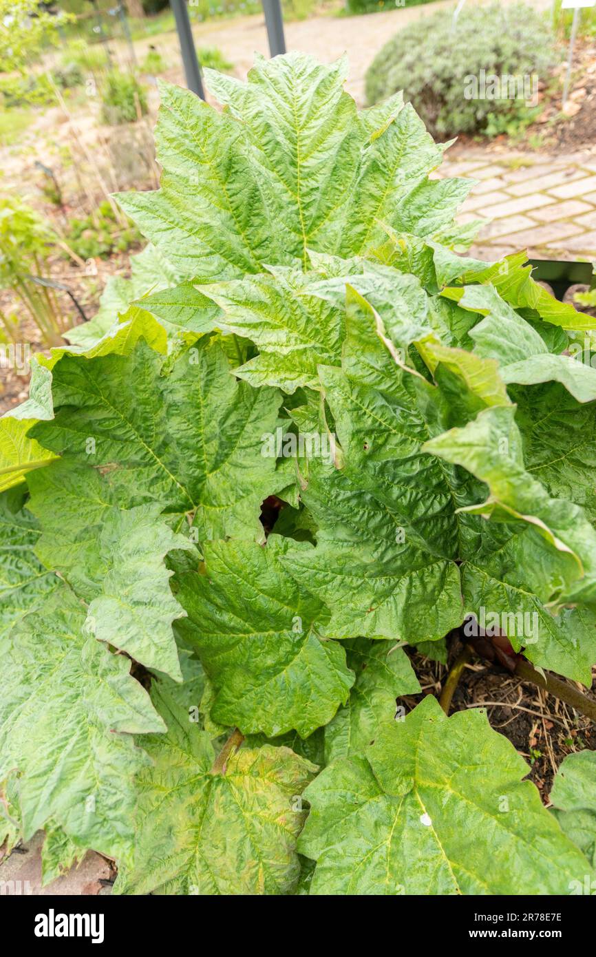 Zurich, Switzerland, April 20, 2023 Rheum Officinale or indian rhubarb ...
