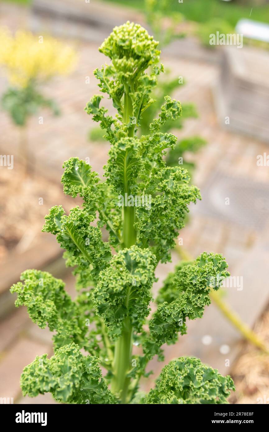 Zurich, Switzerland, April 20, 2023 Brassica Oleracea cabbage at the ...