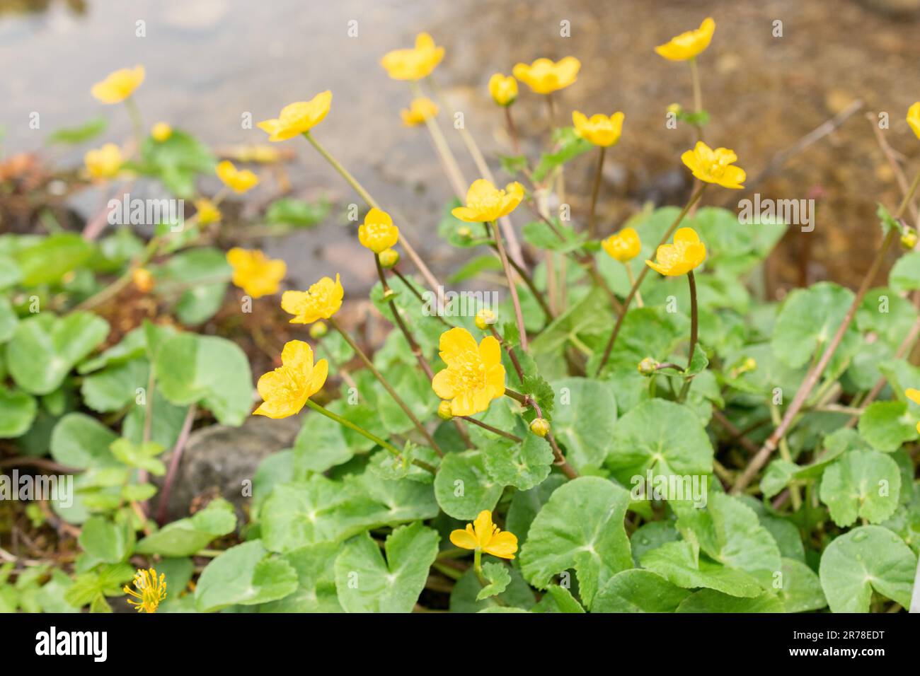 Marsh flower hi-res stock photography and images - Alamy