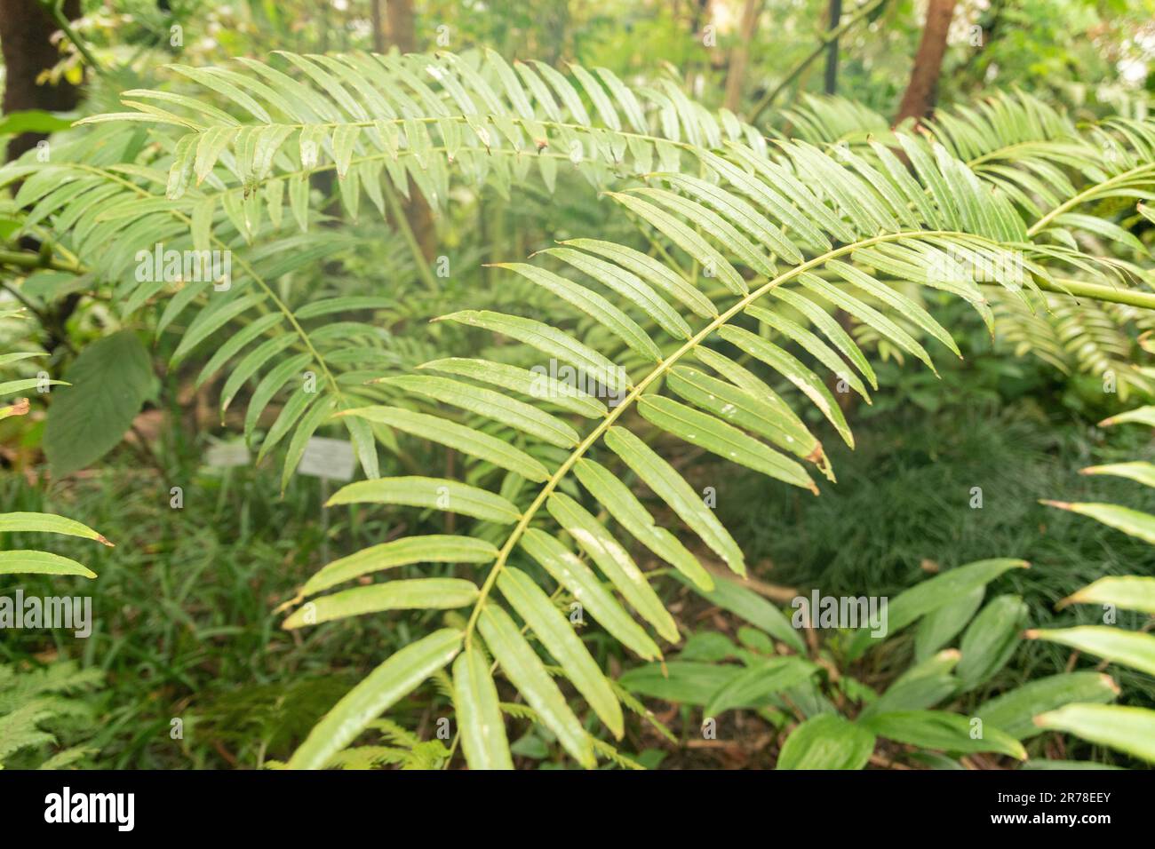 Zurich, Switzerland, April 20, 2023 Angiopteris Evecta or giant fern at ...