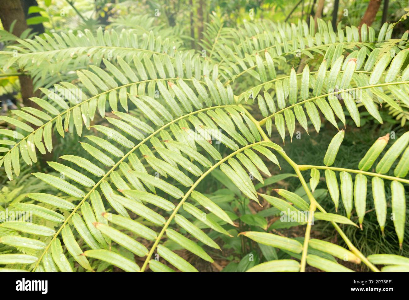 Zurich, Switzerland, April 20, 2023 Angiopteris Evecta or giant fern at ...