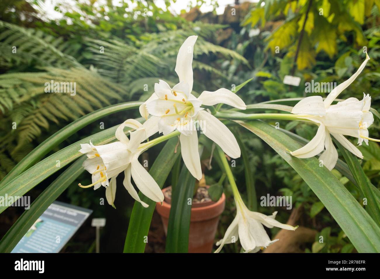 Peruvian daffodil hi-res stock photography and images - Alamy