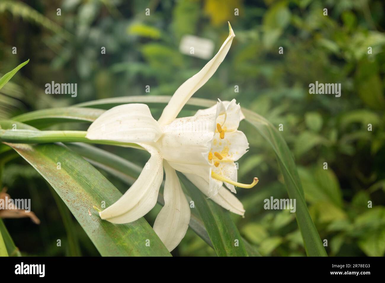 Zurich, Switzerland, April 20, 2023 Pamianthe Peruviana or giant ...