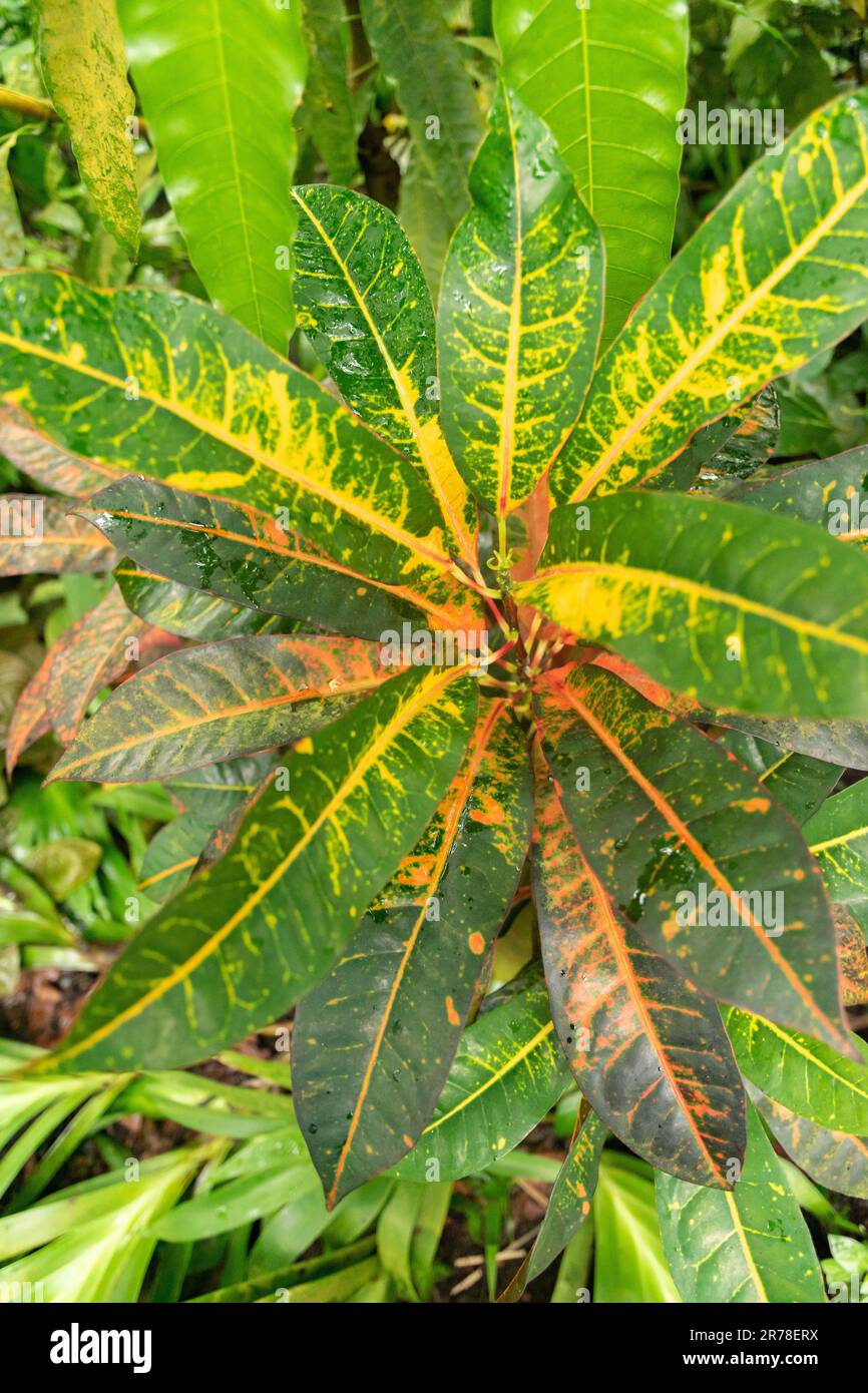 Zurich, Switzerland, April 20, 2023 Codiaeum Variegatum or fire croton ...