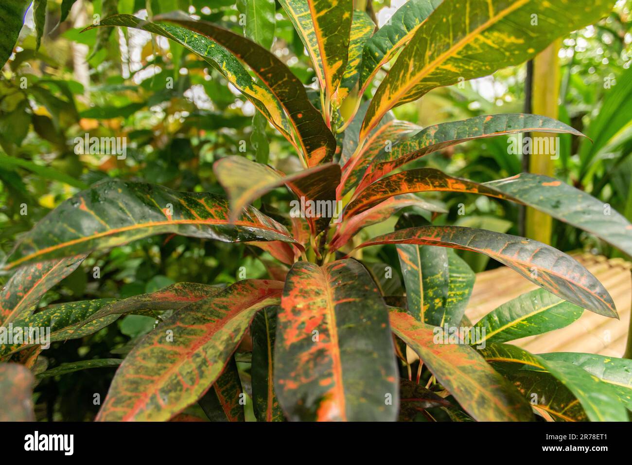 Zurich, Switzerland, April 20, 2023 Codiaeum Variegatum or fire croton ...