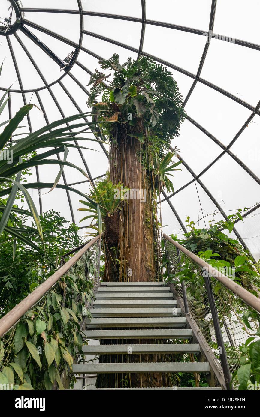 Zurich, Switzerland, April 20, 2023 Giant tree at the botanical garden ...