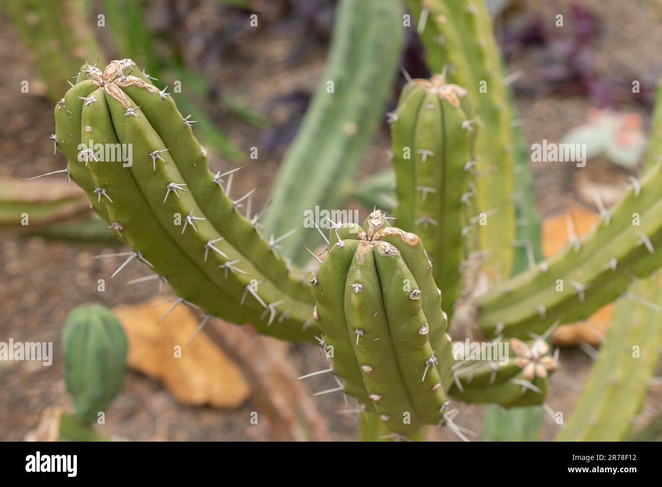 Zurich, Switzerland, April 20, 2023 Myrtillocactus Geometrizans or ...