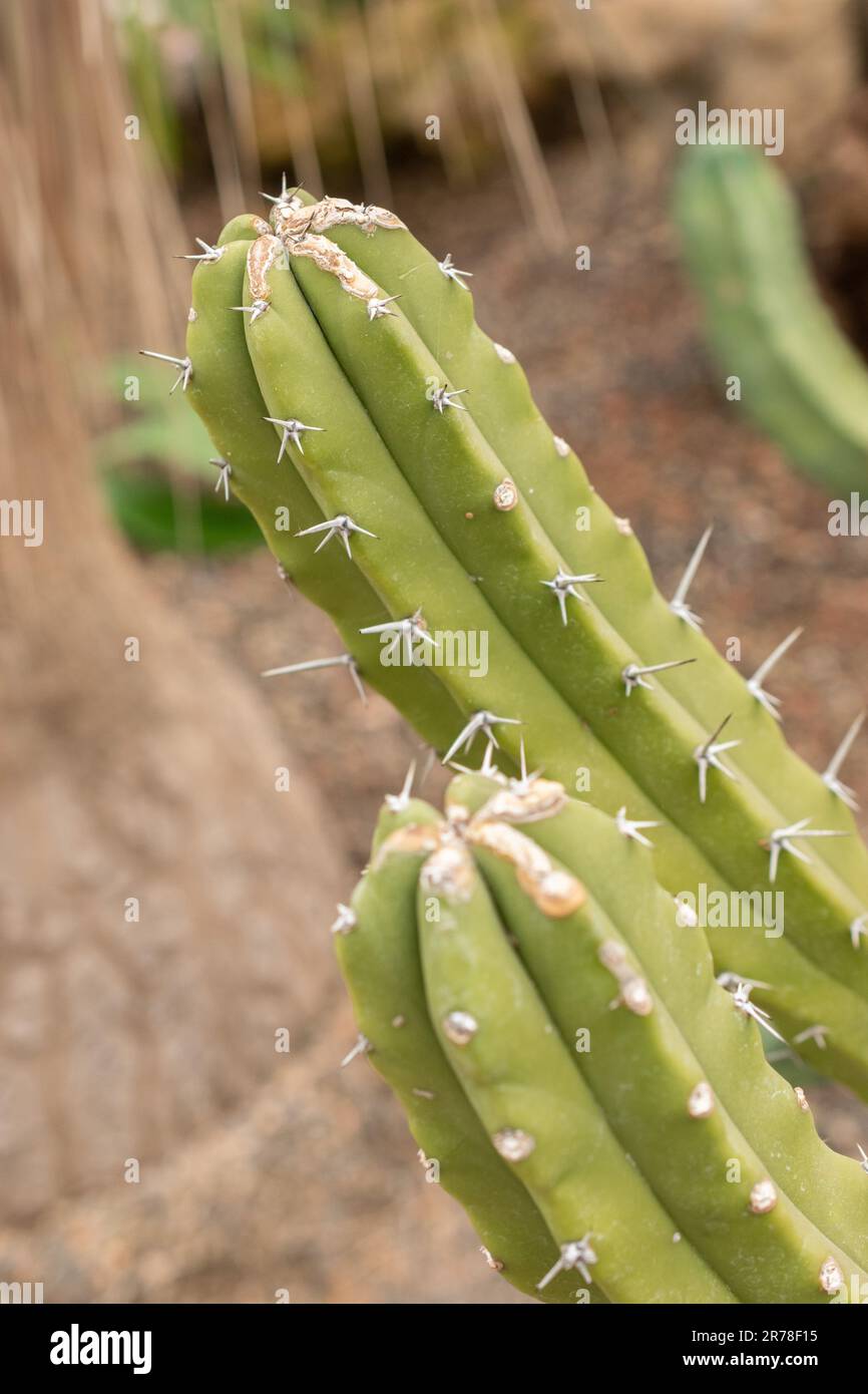 Zurich, Switzerland, April 20, 2023 Myrtillocactus Geometrizans or ...