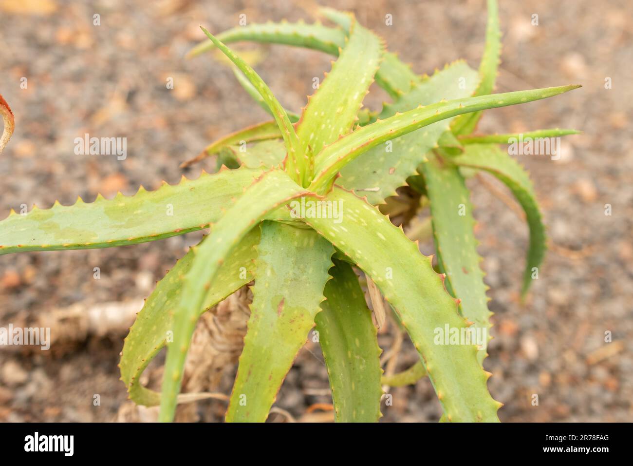 Tororoana hi-res stock photography and images - Alamy