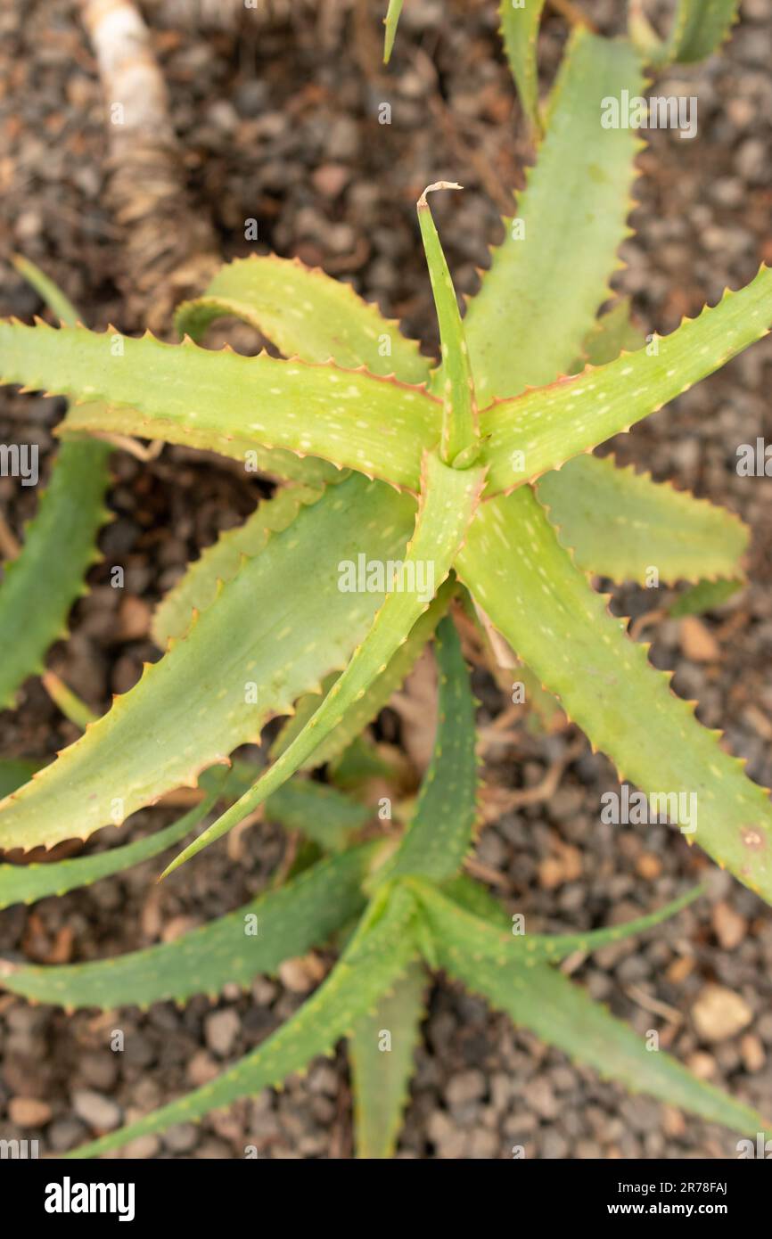 Tororoana hi-res stock photography and images - Alamy