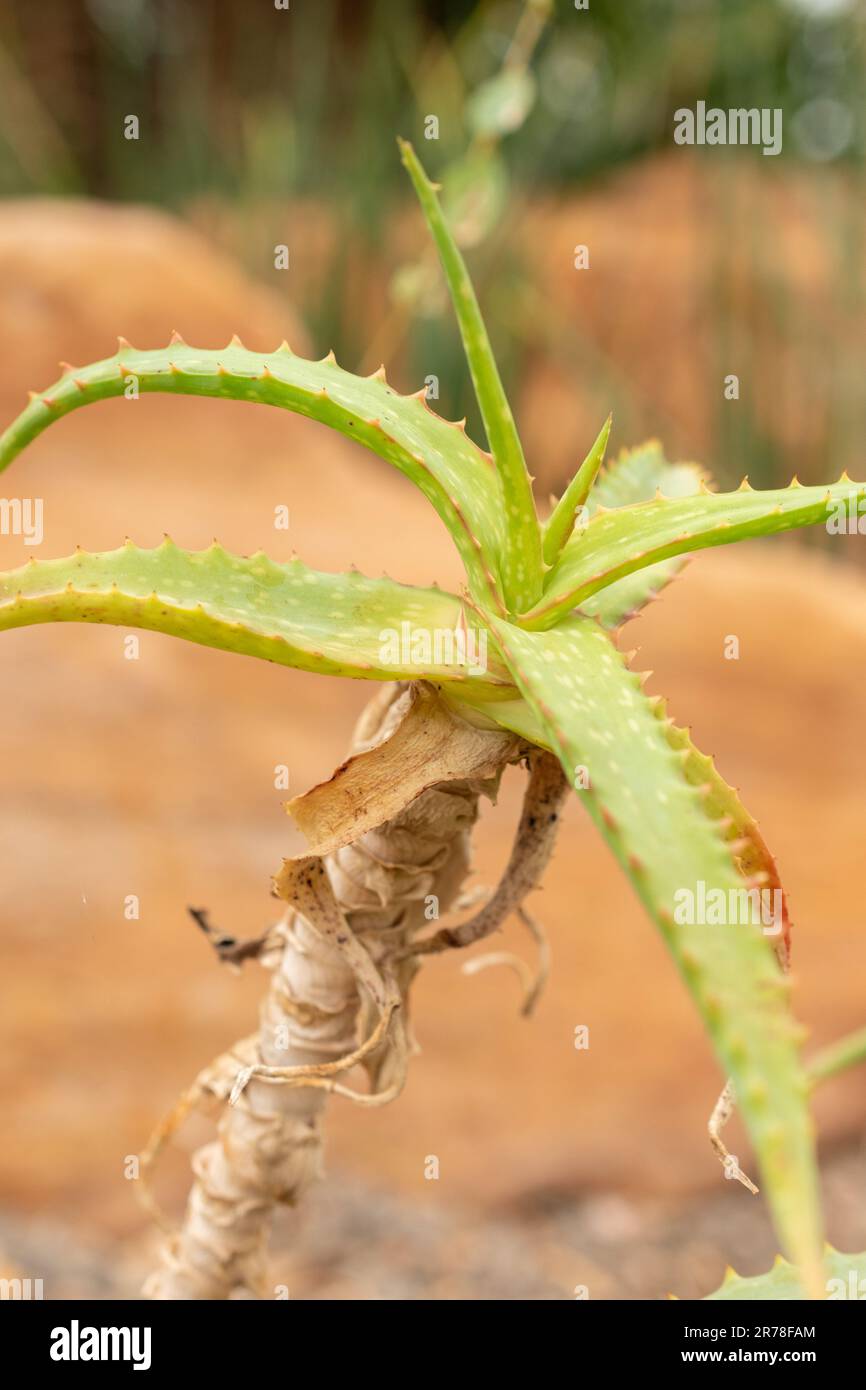 Tororoana hi-res stock photography and images - Alamy