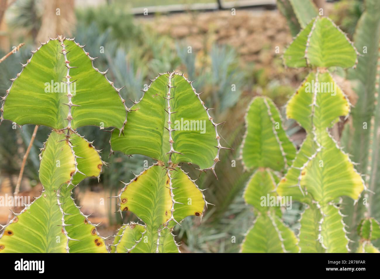 Zurich, Switzerland, April 20, 2023 Euphorbia Grandicornis or cows horn ...