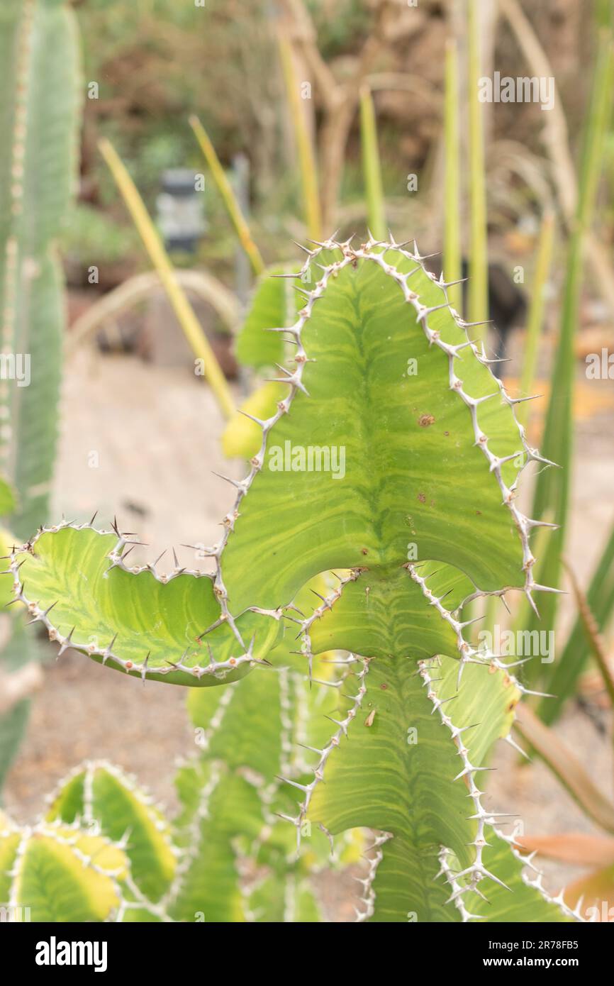 Zurich, Switzerland, April 20, 2023 Euphorbia Grandicornis or cows horn ...