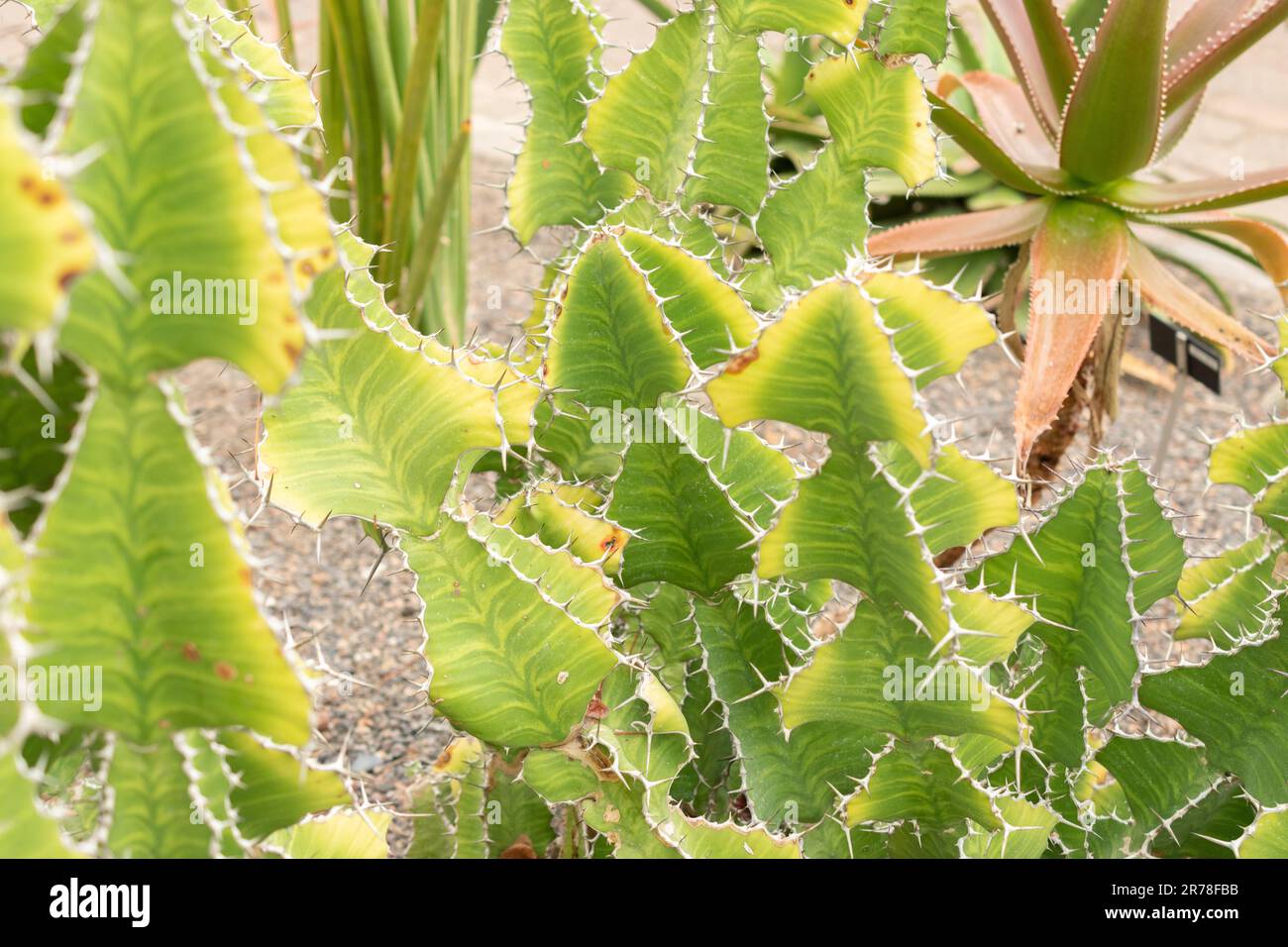Zurich, Switzerland, April 20, 2023 Euphorbia Grandicornis or cows horn ...