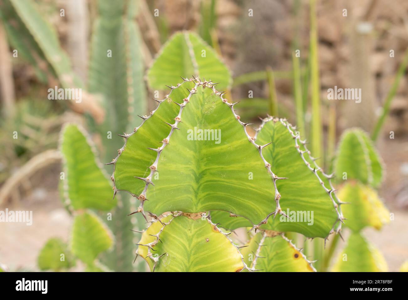 Zurich, Switzerland, April 20, 2023 Euphorbia Grandicornis or cows horn ...