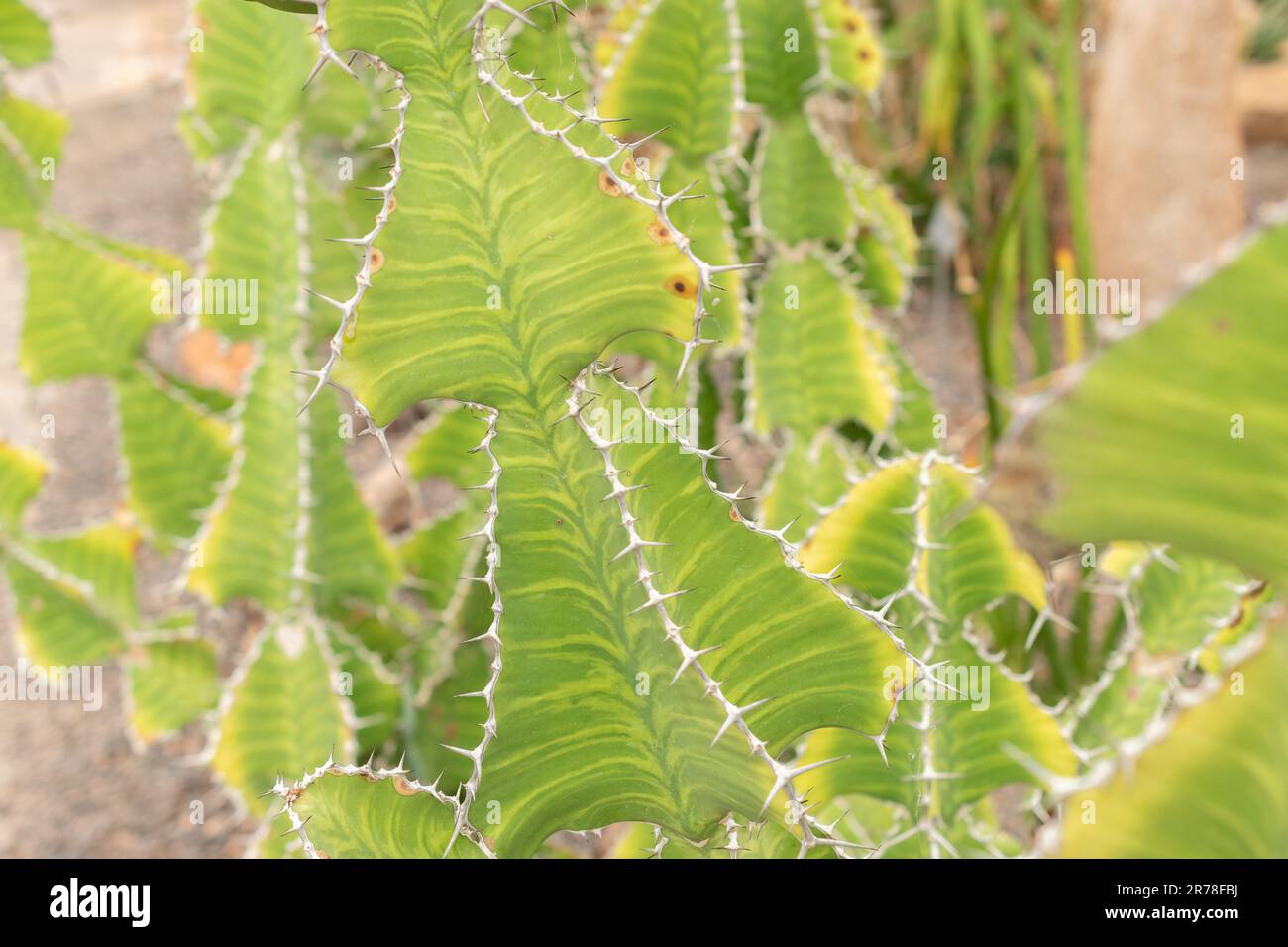 Zurich, Switzerland, April 20, 2023 Euphorbia Grandicornis or cows horn ...