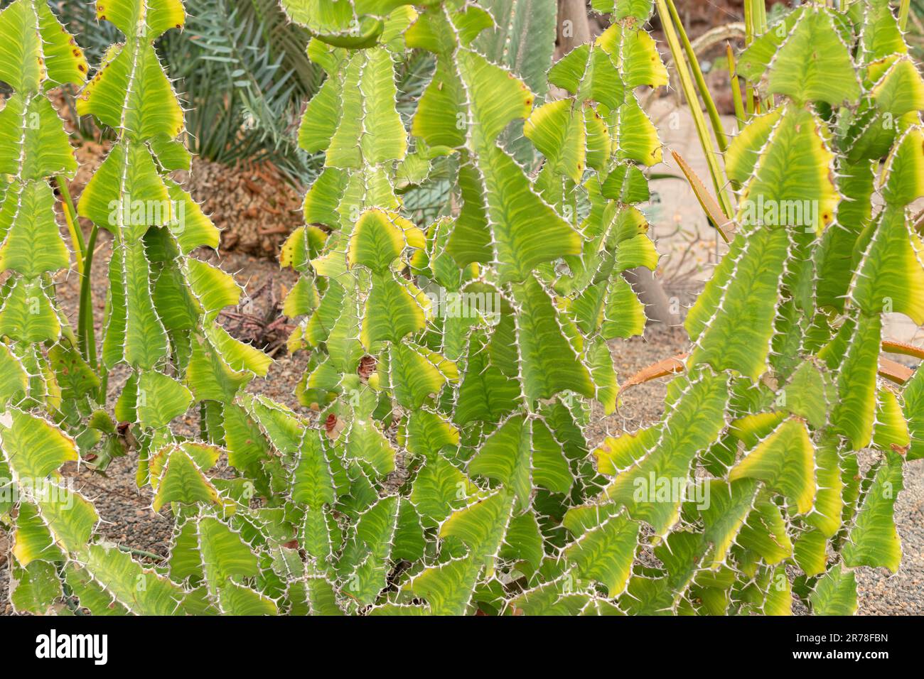 Zurich, Switzerland, April 20, 2023 Euphorbia Grandicornis or cows horn ...