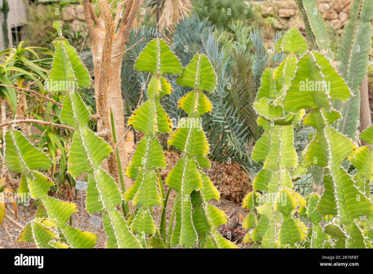 Zurich, Switzerland, April 20, 2023 Euphorbia Grandicornis or cows horn ...