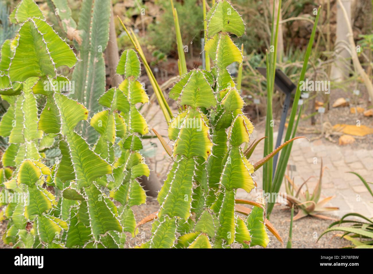Zurich, Switzerland, April 20, 2023 Euphorbia Grandicornis or cows horn ...