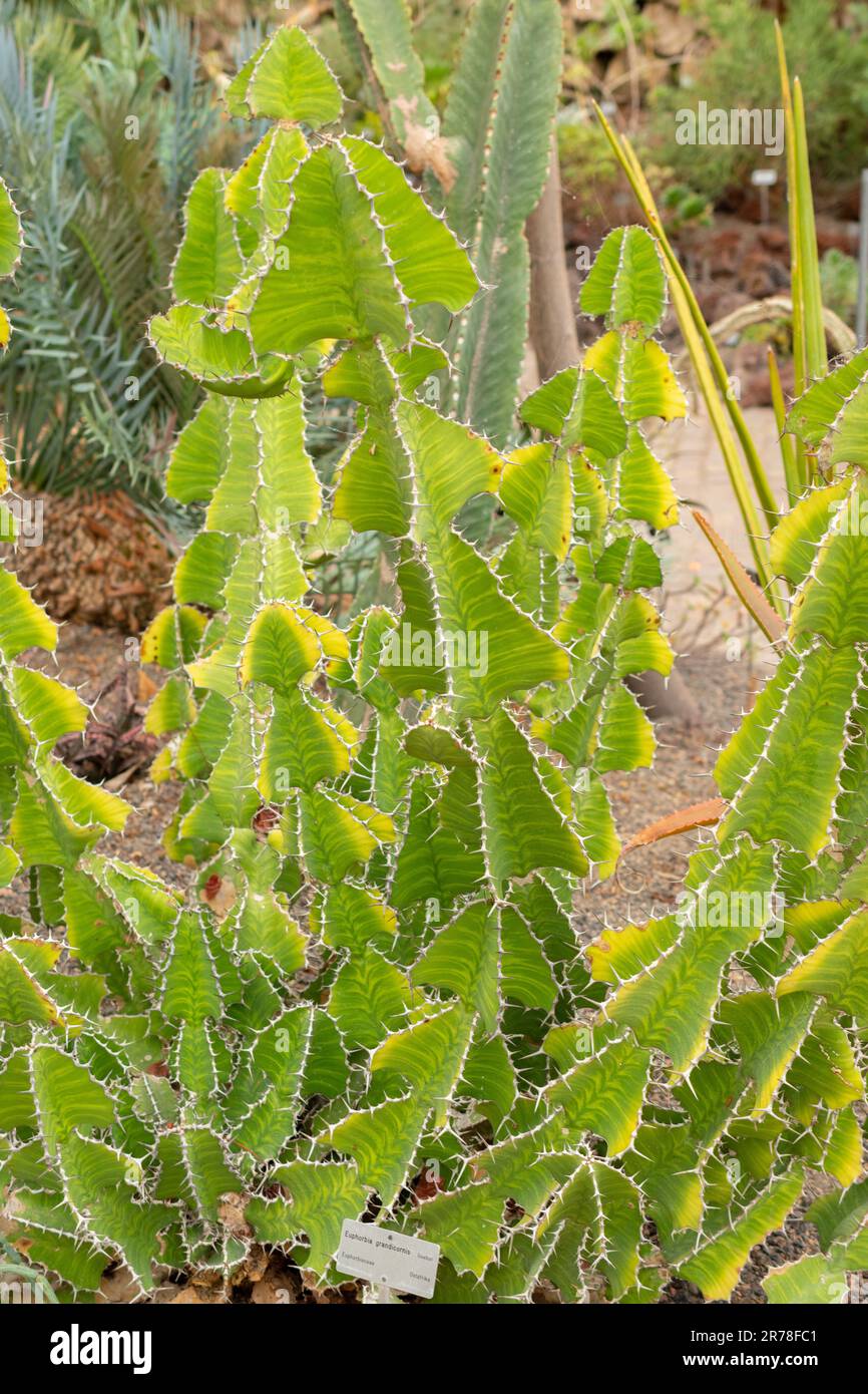 Zurich, Switzerland, April 20, 2023 Euphorbia Grandicornis or cows horn ...