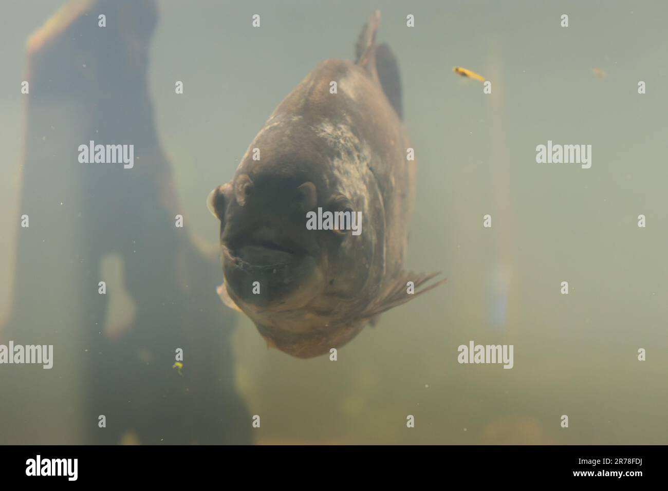 Zurich, Switzerland, April 20, 2023 Unknown fish in an aquarium at the ...