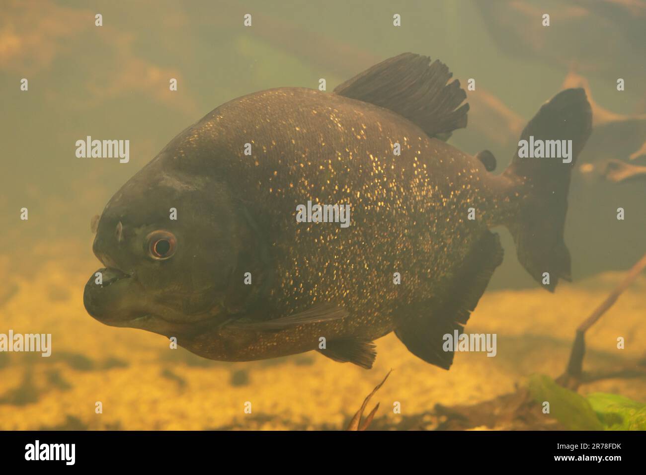 Zurich, Switzerland, April 20, 2023 Unknown fish in an aquarium at the ...
