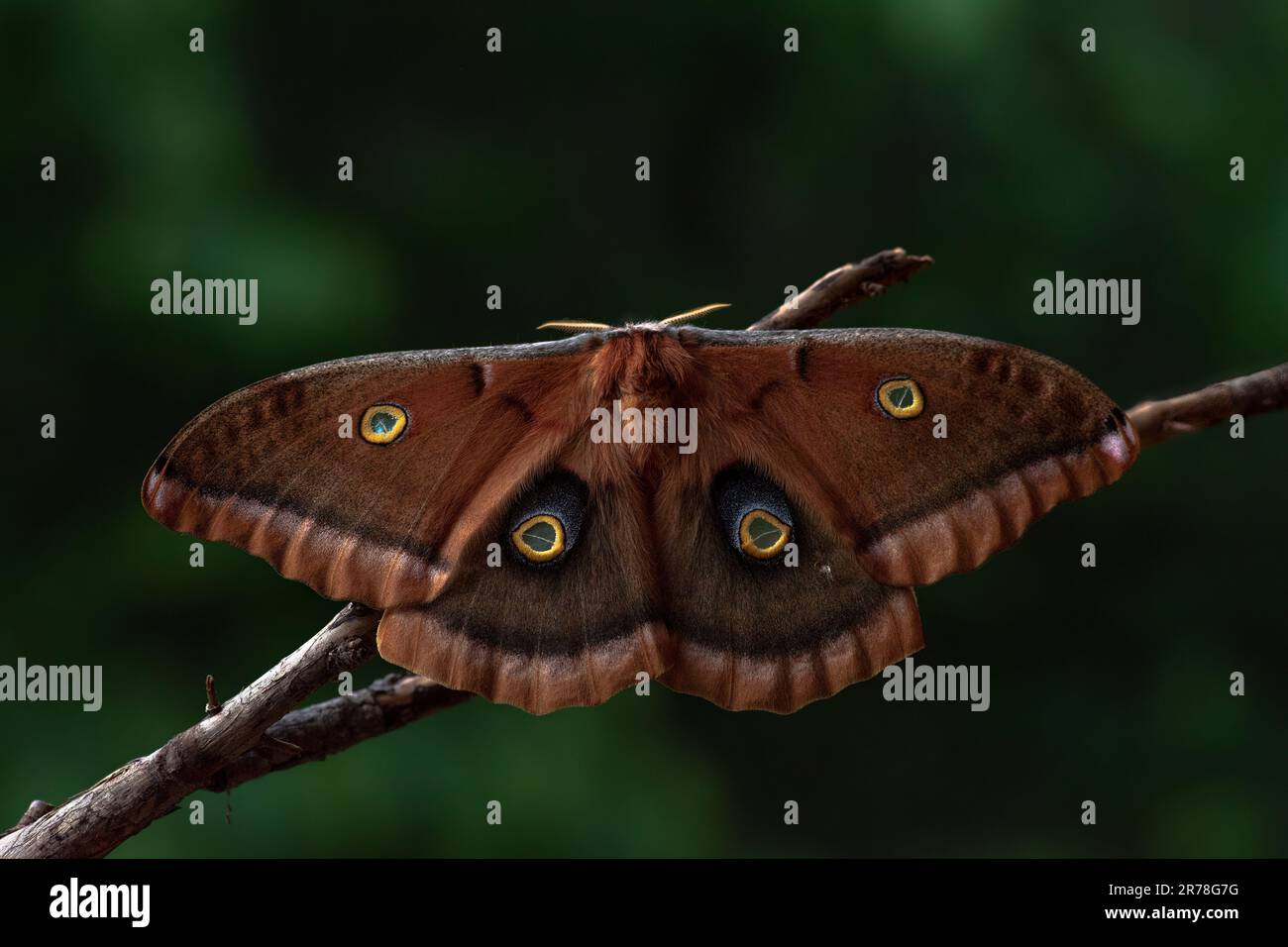 Moth with eyespots hi-res stock photography and images - Alamy