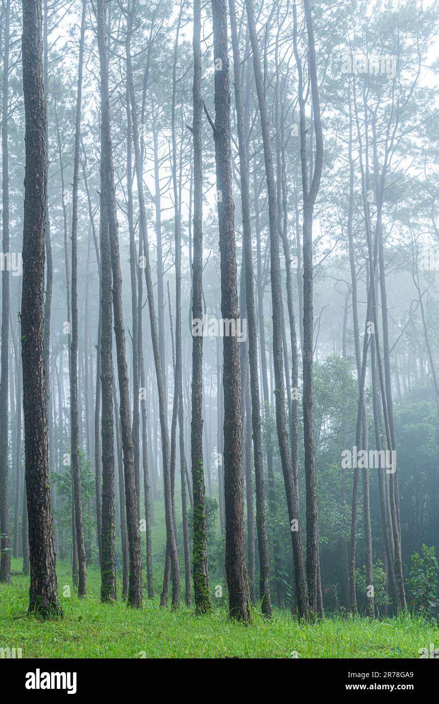 Hot District, Chiang Mai, Thailand. A mist morning at Doi Bo Luang ...
