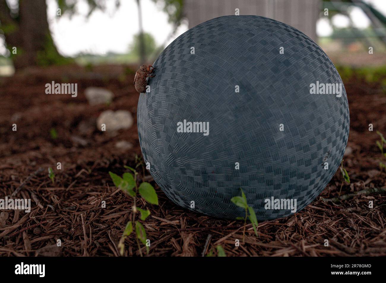 Sanger, Texas, USA. 13th June, 2023. 6/13/23 Sanger, Texas - Swarms of ...