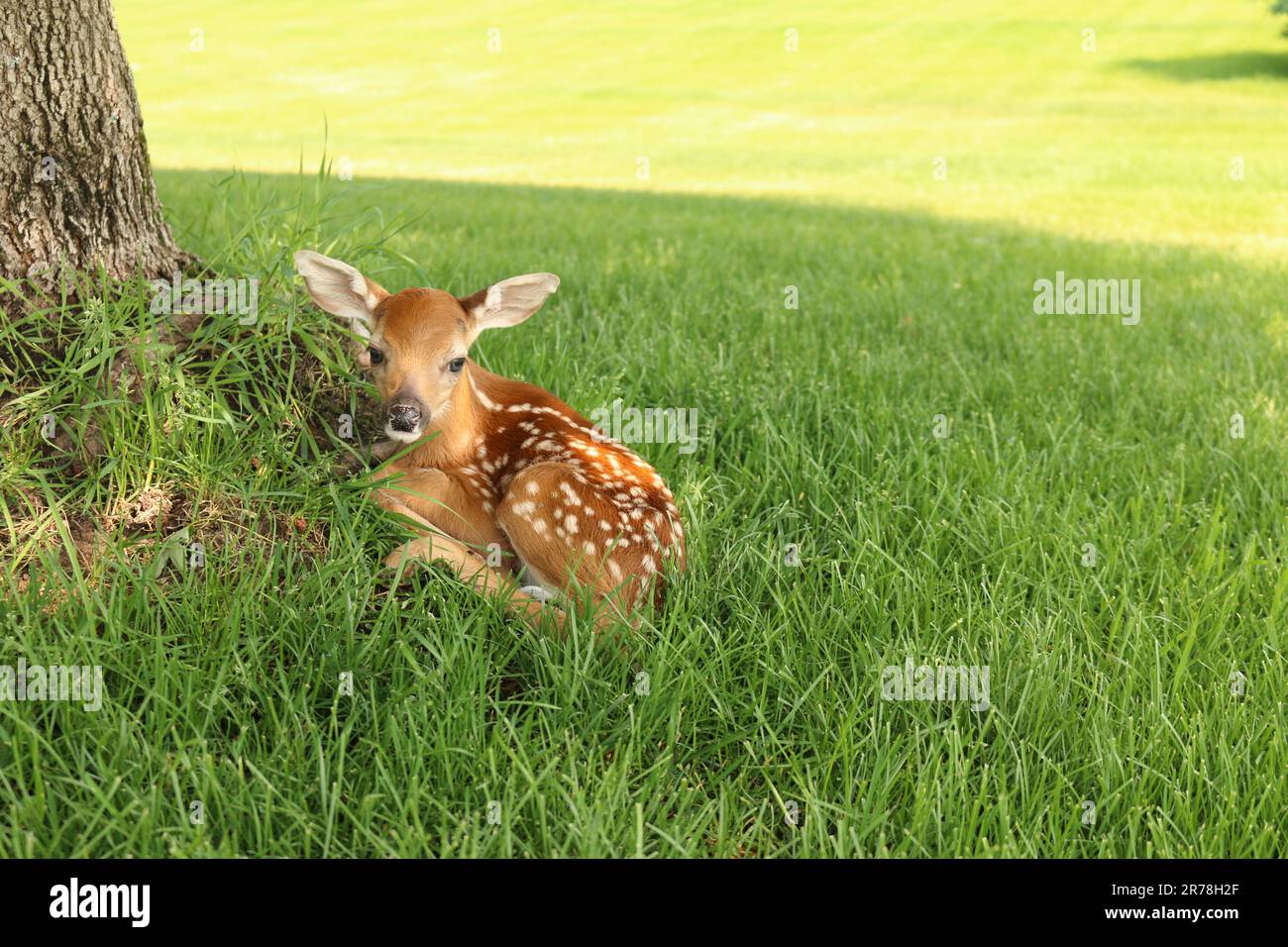 Fawn with spots hi-res stock photography and images - Alamy