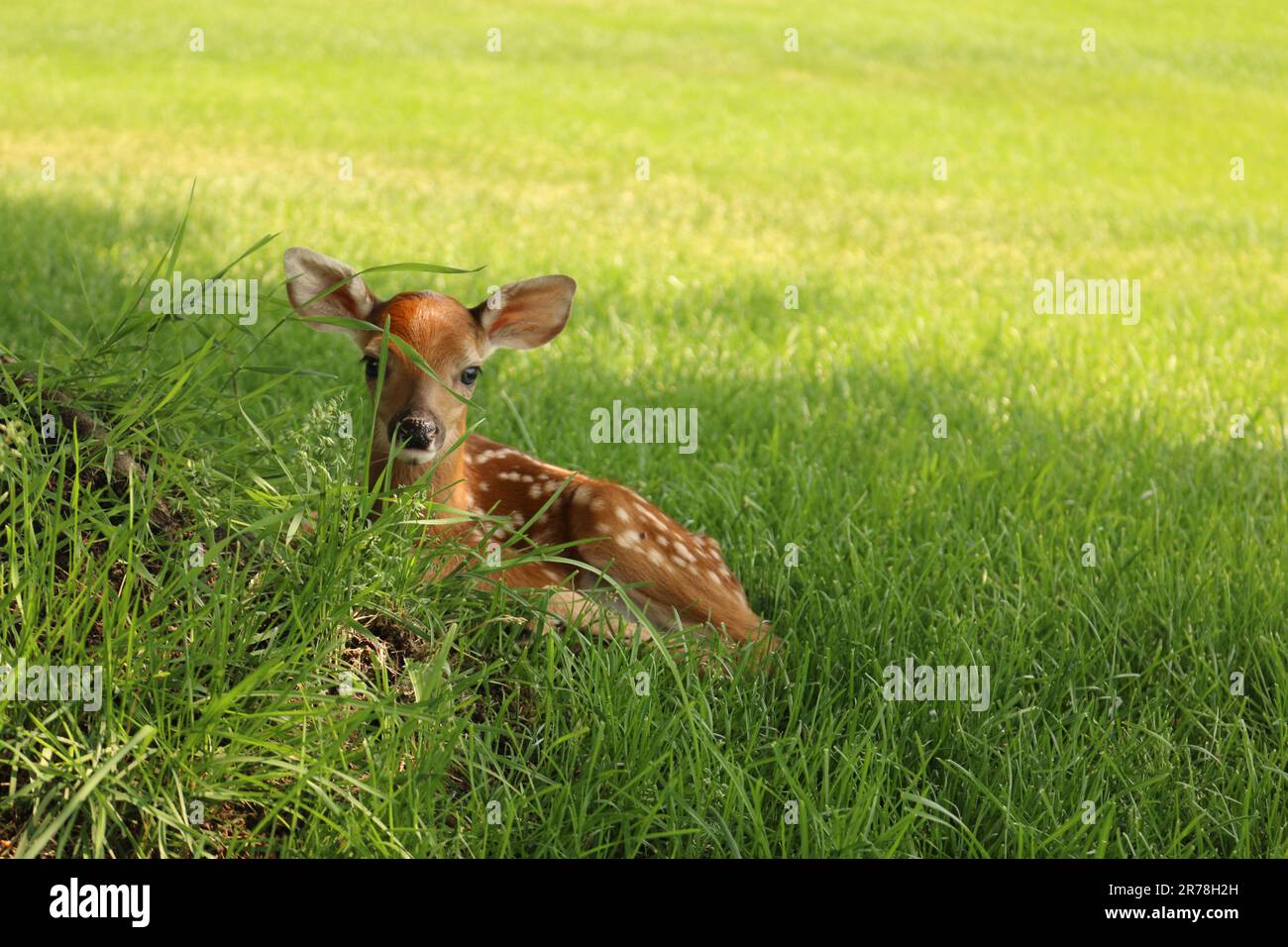 Fawn waiting for Momma Stock Photo - Alamy