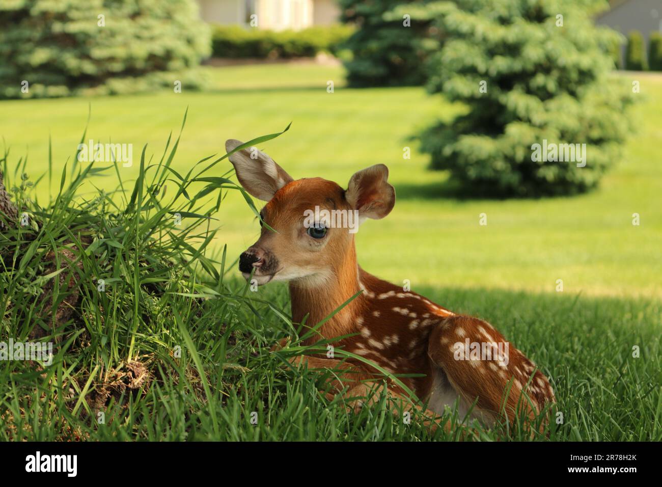 Fawn with spots hi-res stock photography and images - Alamy