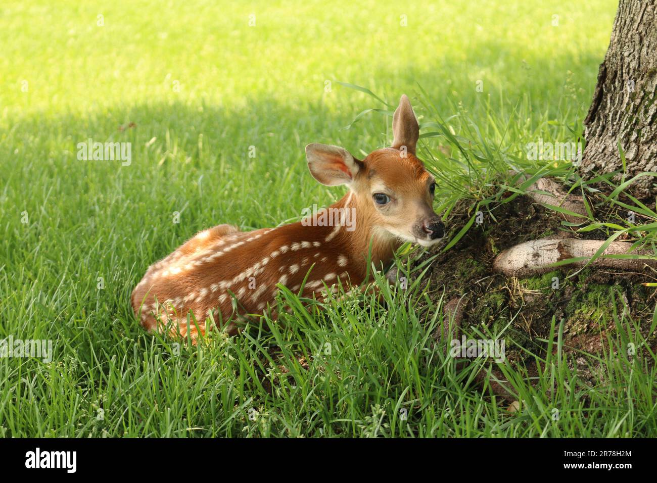 Fawn in spots hi-res stock photography and images - Alamy