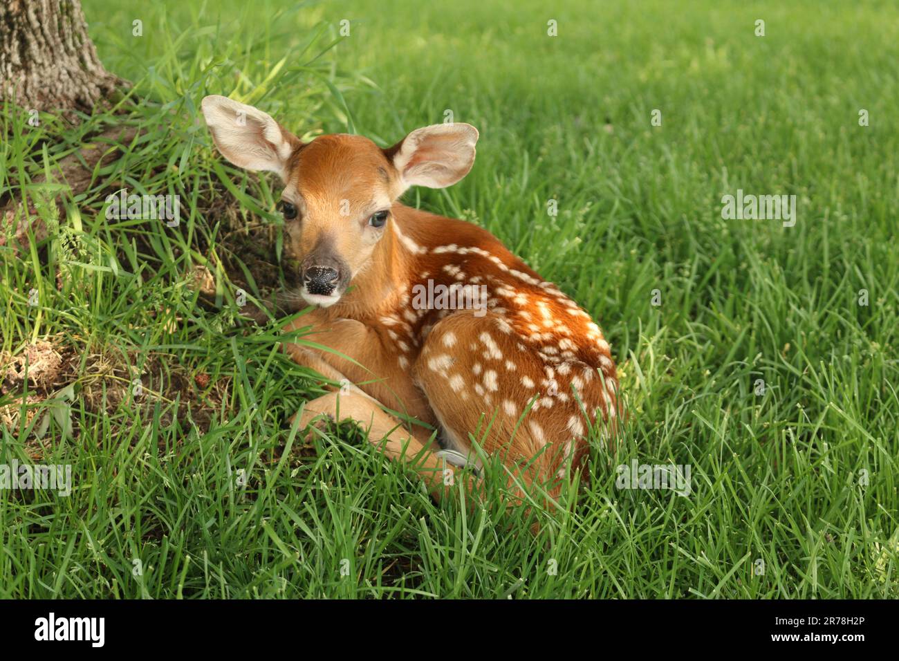 Fawn laying in the grass hi-res stock photography and images - Alamy