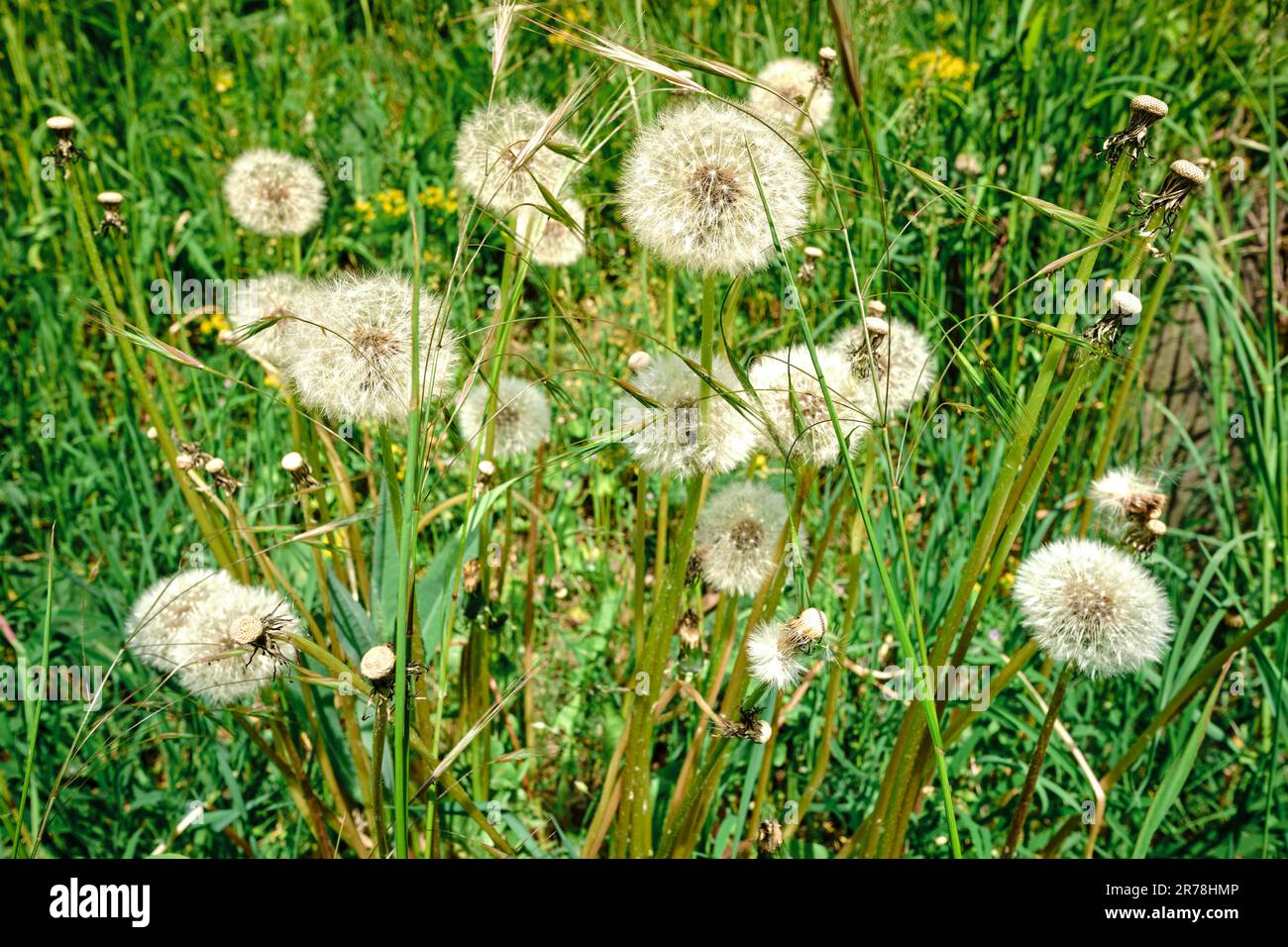 Tall dandelion hi-res stock photography and images - Alamy