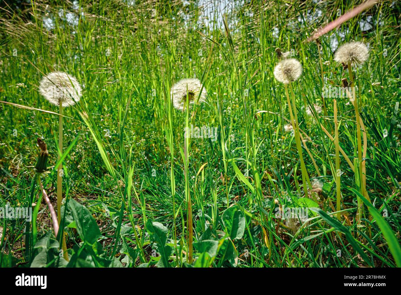 Tall dandelion hi-res stock photography and images - Alamy