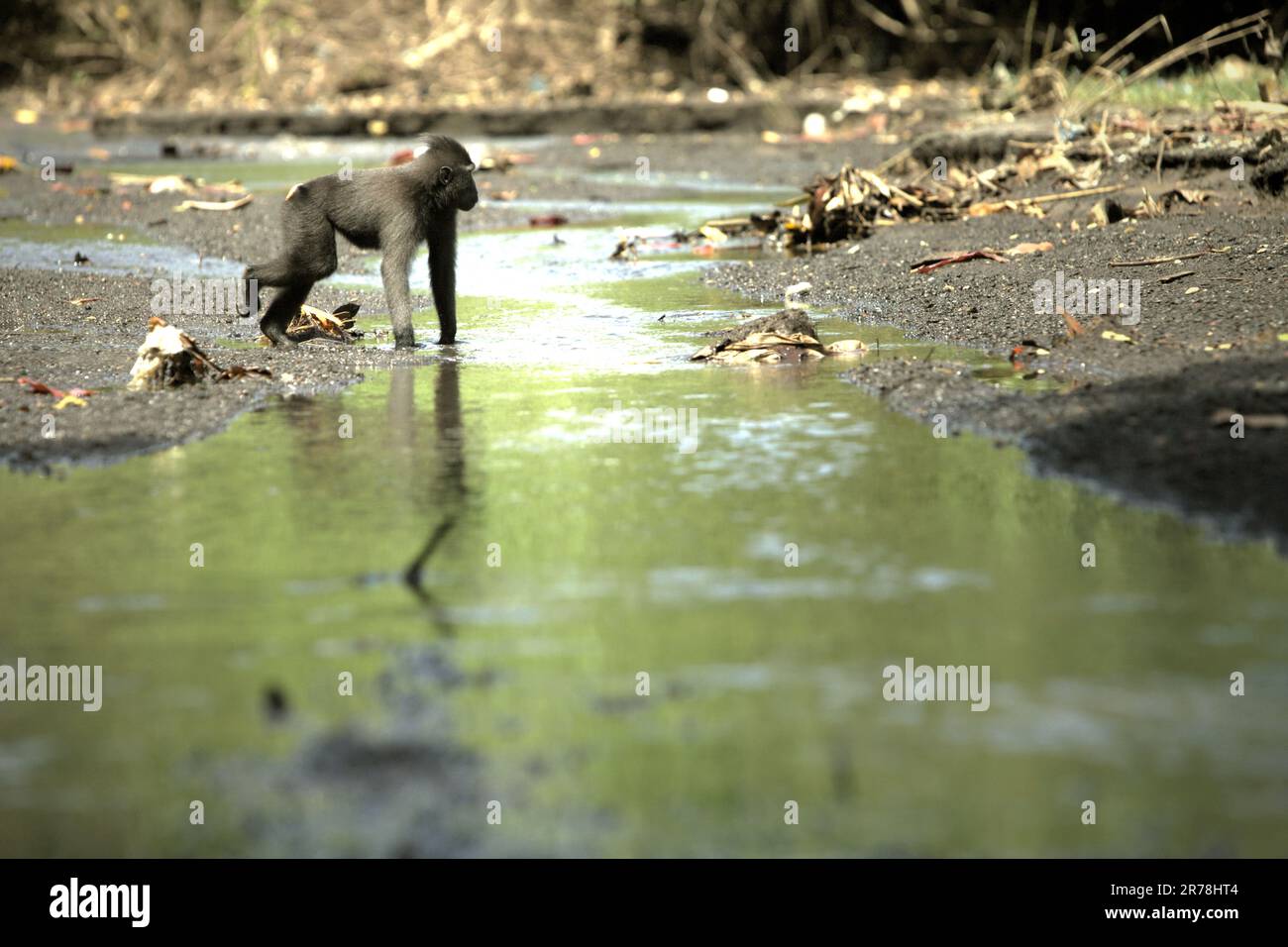 Macaque habitat shift hi-res stock photography and images - Alamy