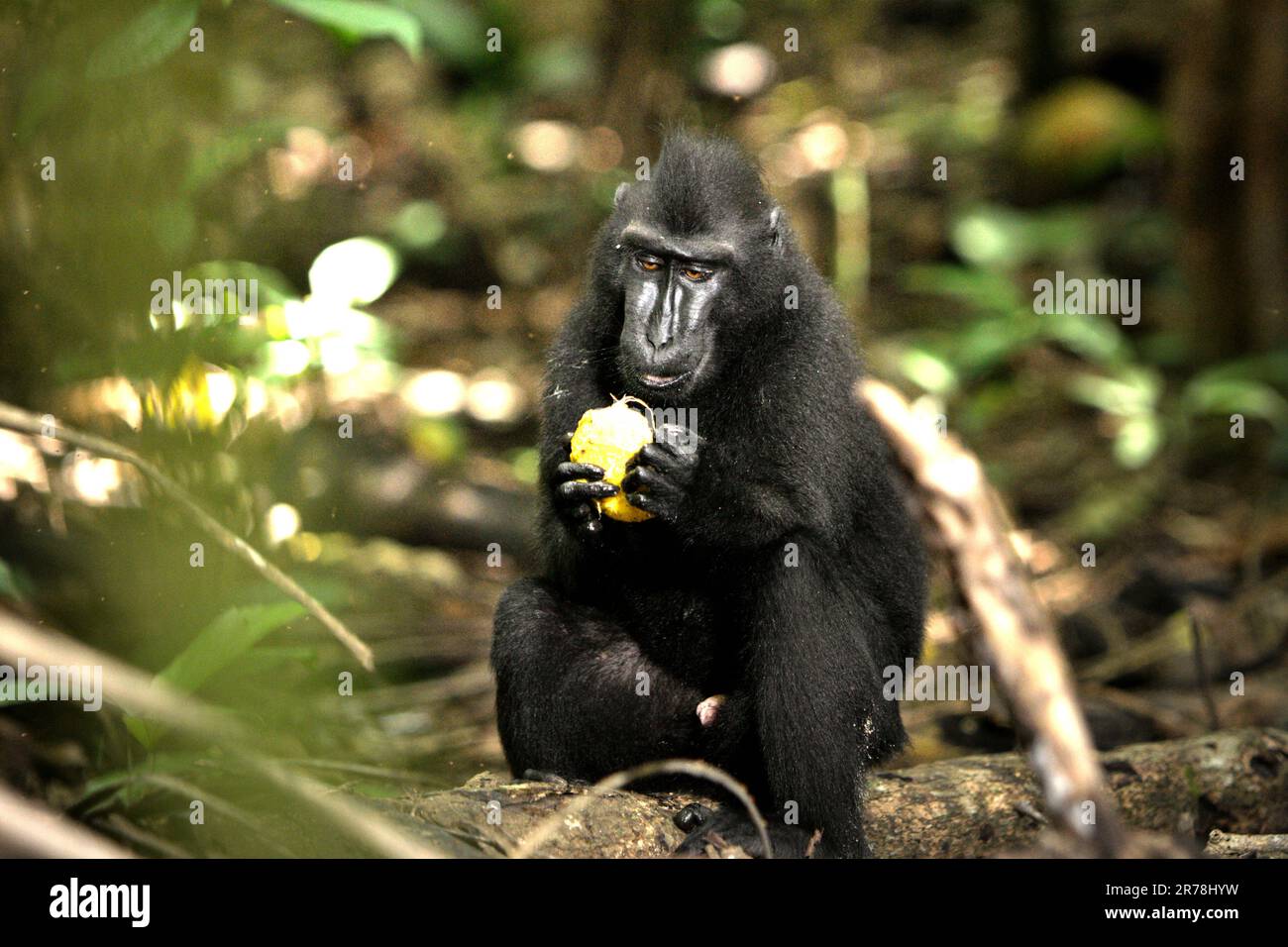 A Sulawesi black-crested macaque (Macaca nigra) eating a fruit as it is ...
