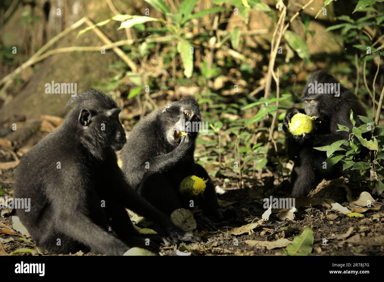 Endemic primate, Sulawesi black-crested macaque (Macaca nigra ...
