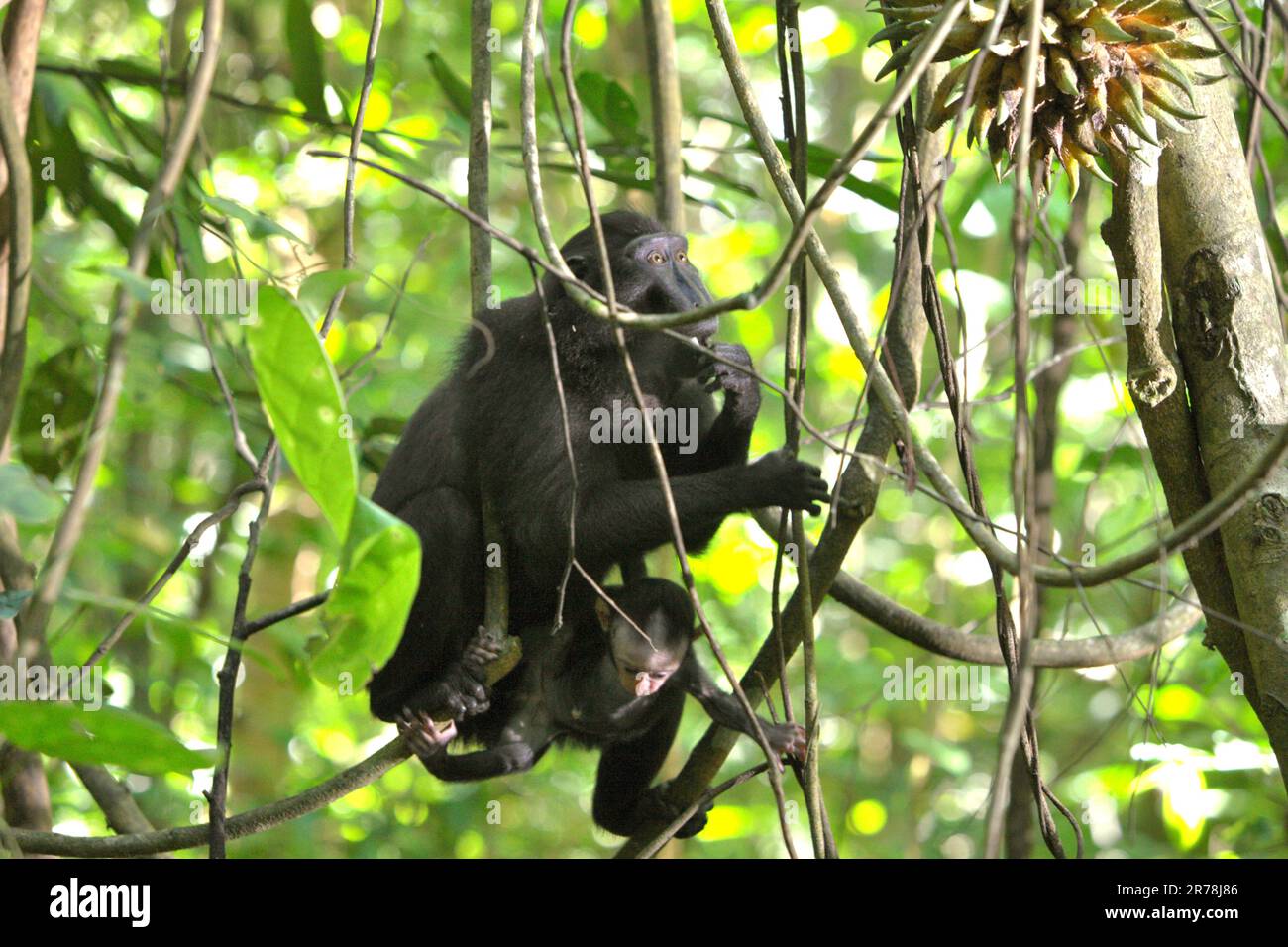Macaque diet composition hi-res stock photography and images - Alamy
