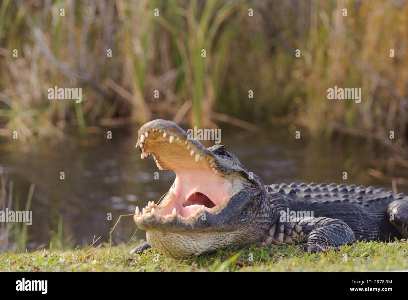 Aggressive alligator in Everglades park in Florida Stock Photo - Alamy