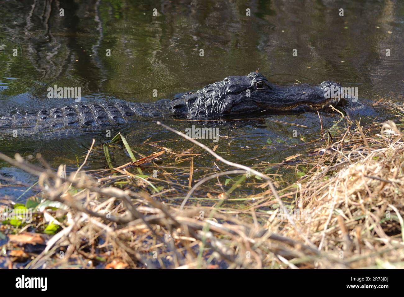 Aggressive alligator in Everglades park in Florida Stock Photo - Alamy