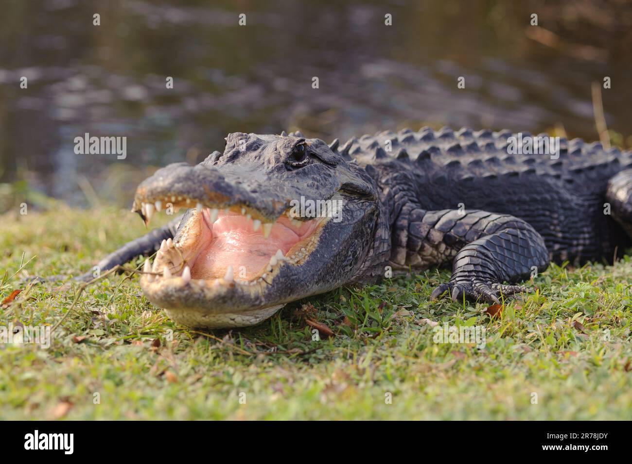 Aggressive alligator in Everglades park in Florida Stock Photo - Alamy