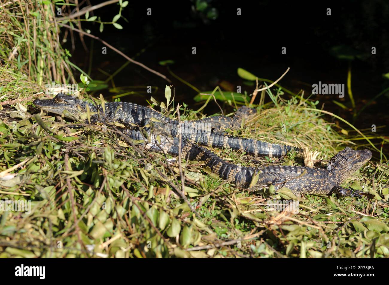Aggressive alligator in Everglades park in Florida Stock Photo - Alamy