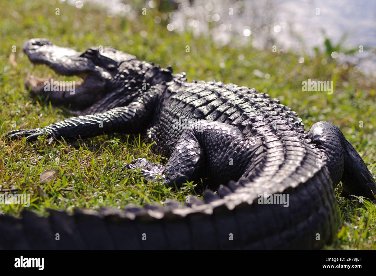Aggressive alligator in Everglades park in Florida Stock Photo - Alamy