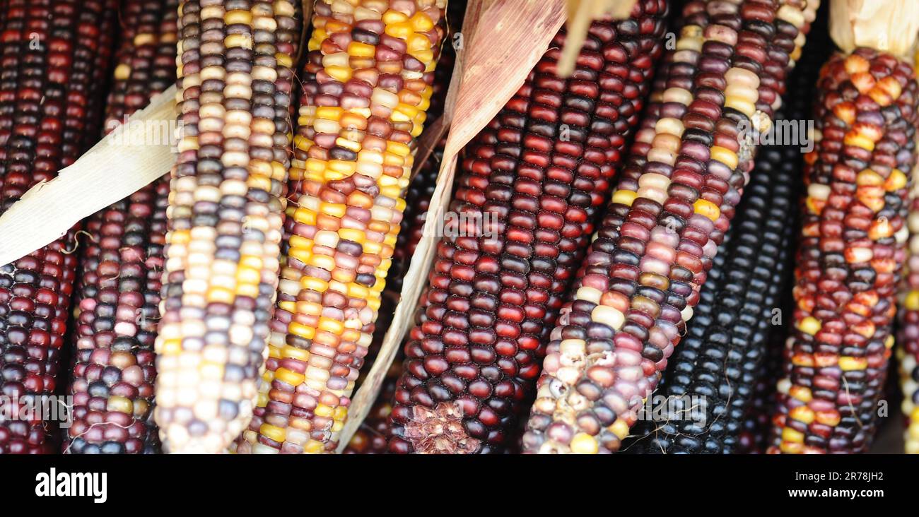 showcase fresh corn at the market Stock Photo - Alamy