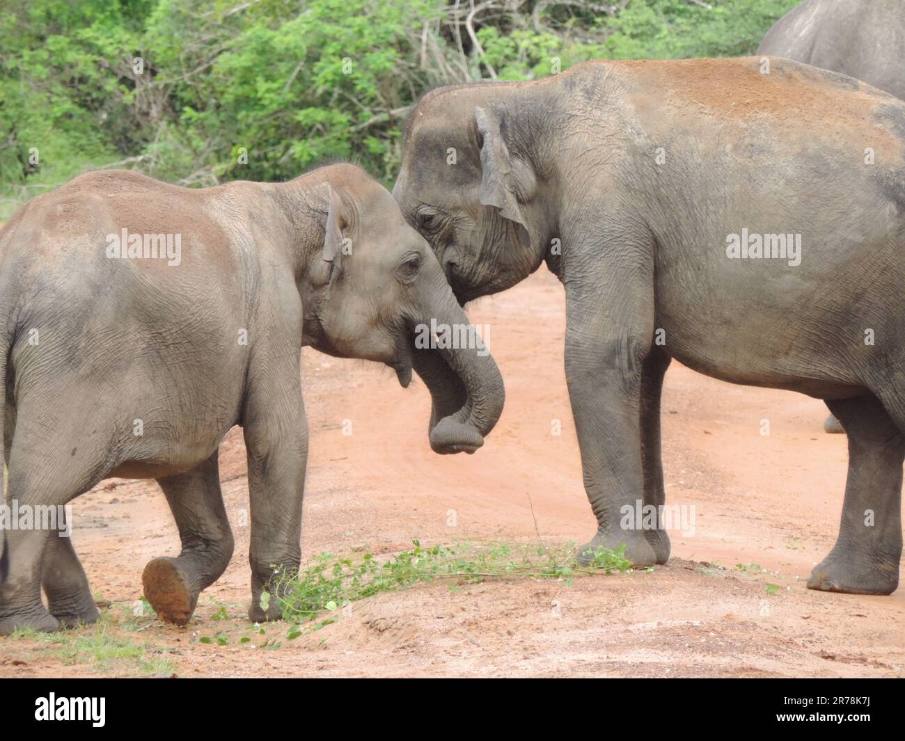 Tuskers of sri lanka hi-res stock photography and images - Alamy
