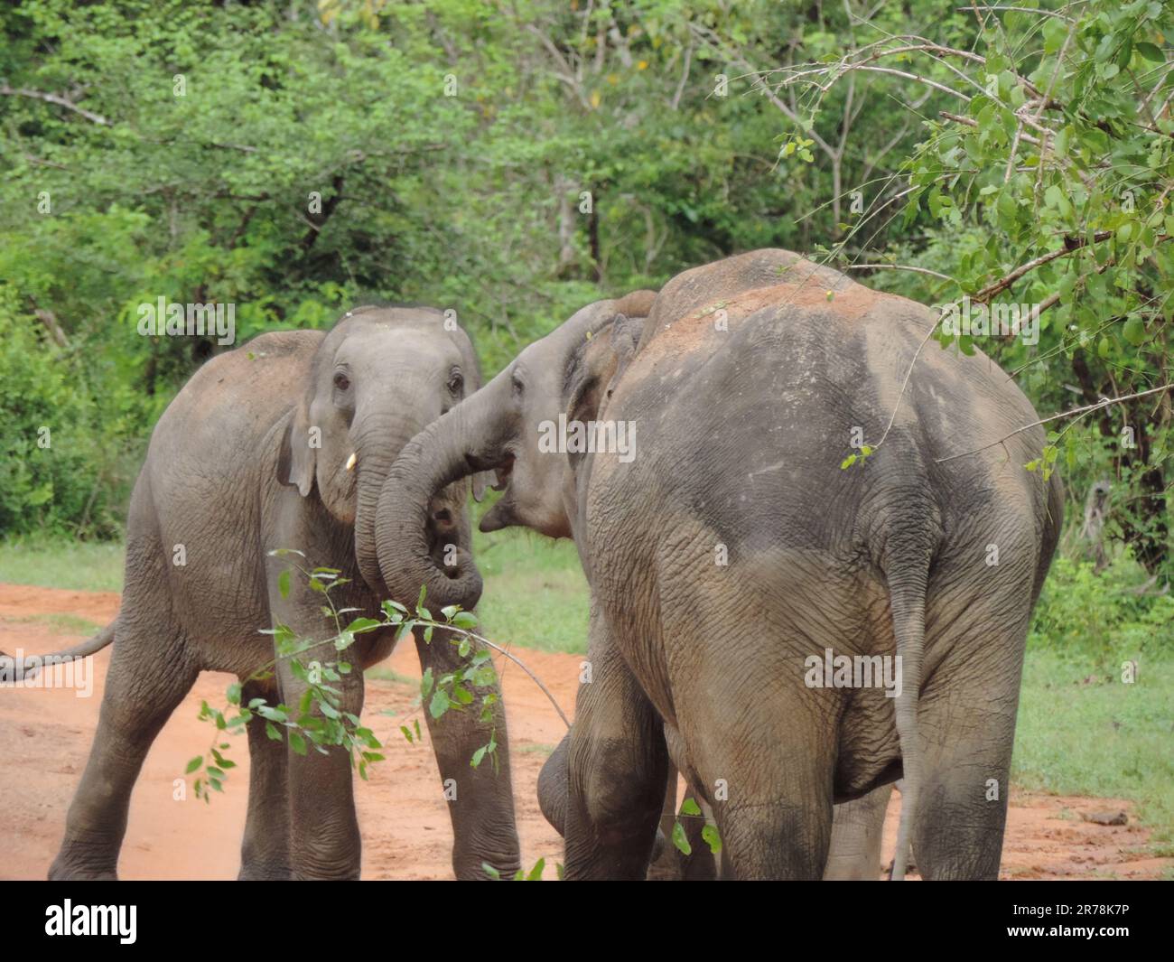 Tuskers of sri lanka hi-res stock photography and images - Alamy