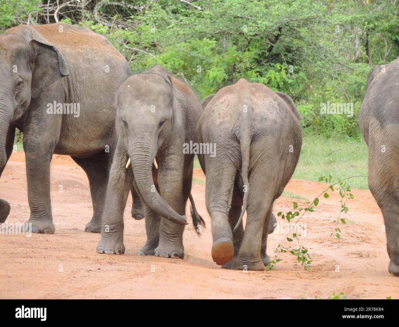 Tuskers of sri lanka hi-res stock photography and images - Alamy