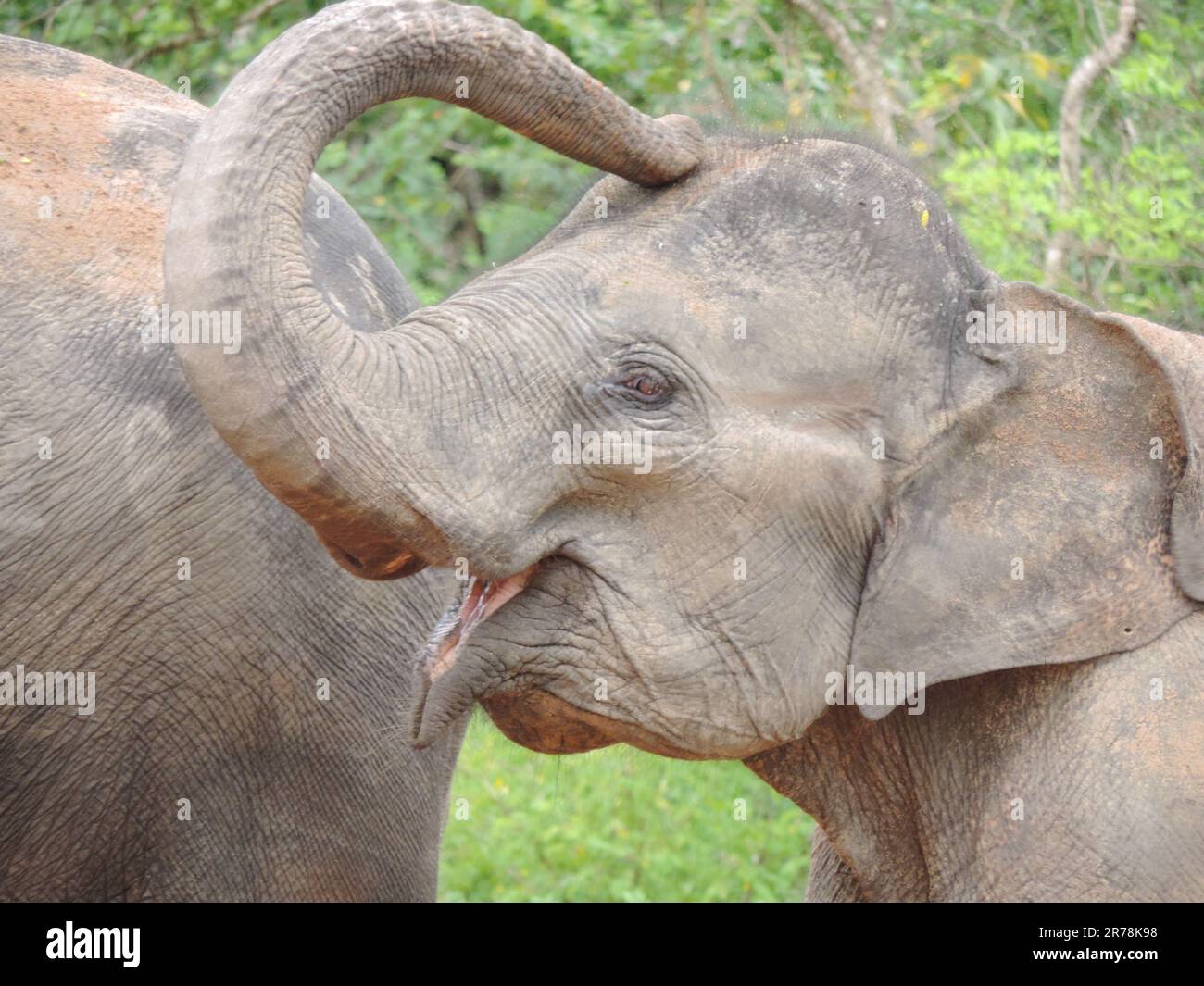 Tuskers of sri lanka hi-res stock photography and images - Alamy